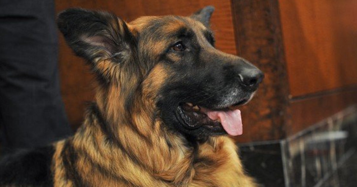 Dog Saves Lives Of British Troops From ISIS Fighters In Iraq | HuffPost ...