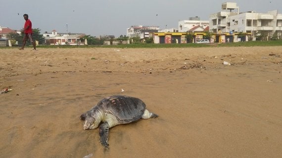 India's Turtles Are Dying, But We Can Help Save Them | HuffPost News