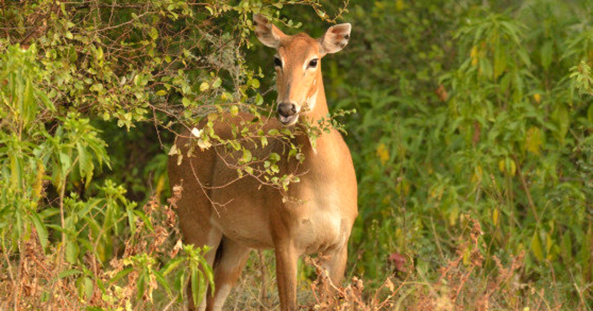 The Wild Injustice Of Culling Nilgai, Monkeys And Wild Boar As 'Vermin ...