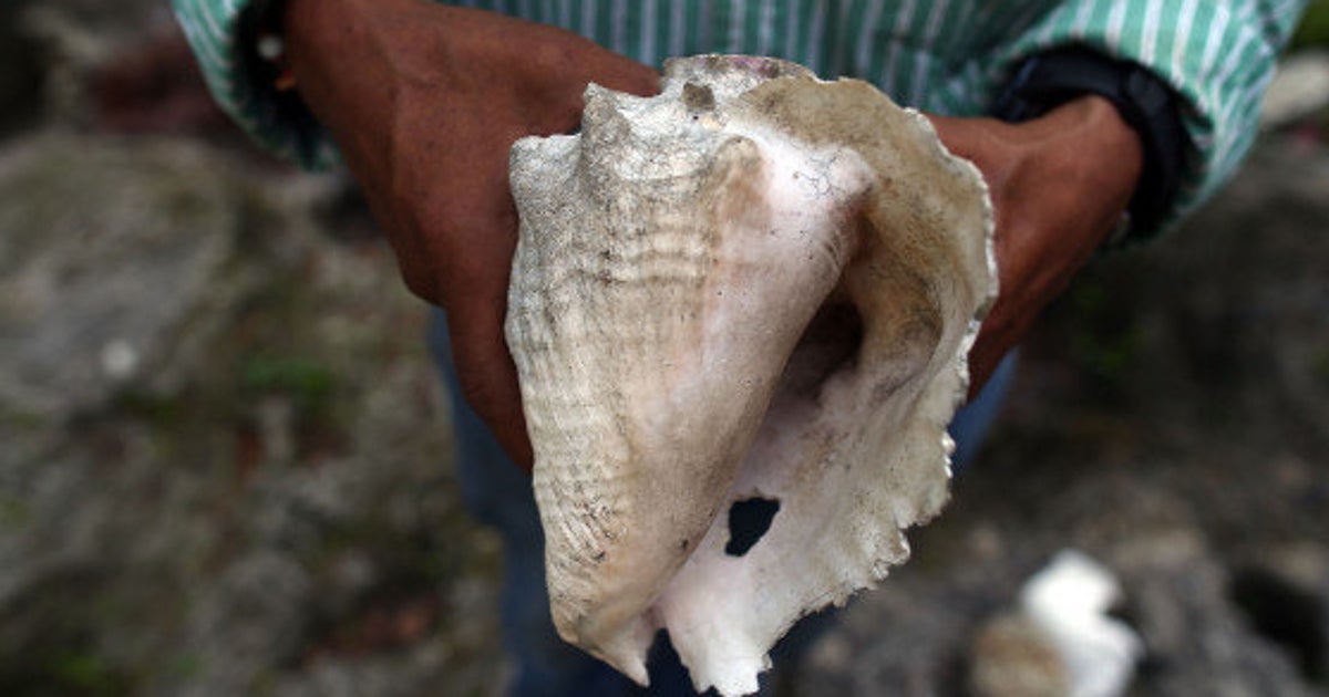 Blowing A Conch Shell Exercises Your Rectal Muscles, Says IAS Officer ...