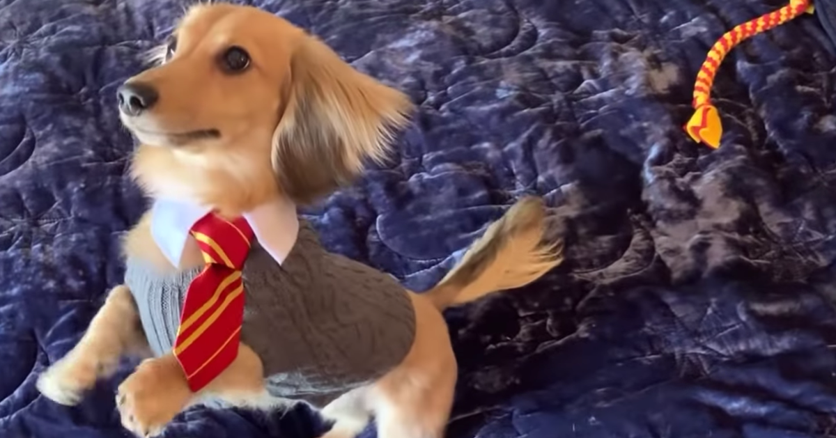 This Adorable Mini Dachshund Called Remus Only Responds To Harry Potter ...