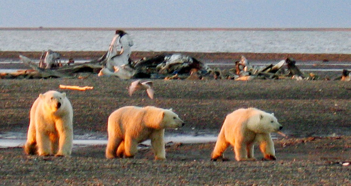 Plan To Drill In The Arctic Refuge Is A Rush Toward Disaster, Analysis ...