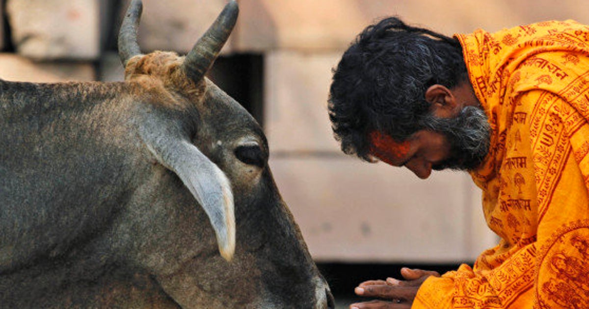 Here's The Unpalatable Truth About Beef And Hinduism | HuffPost News