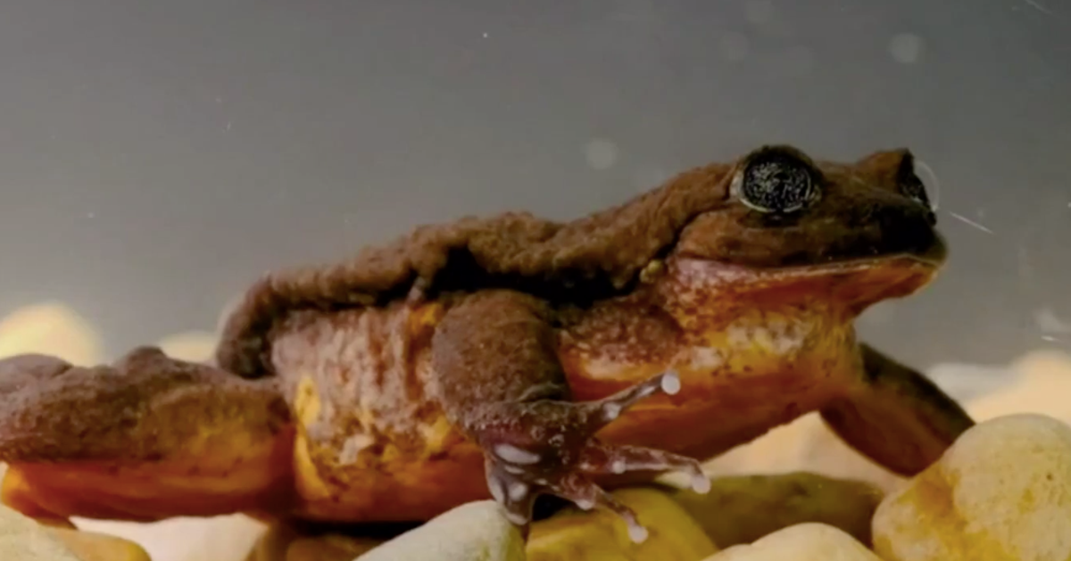 Romeo, The World's Loneliest Frog, May Have Finally Found His Juliet ...