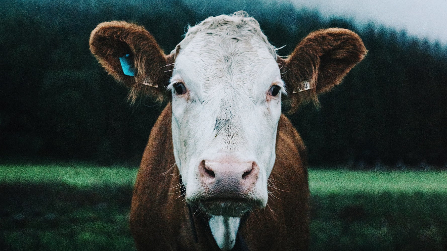 Cow Escapes Butcher, Charges Police, Takes Bullet And Leads Cops On ...