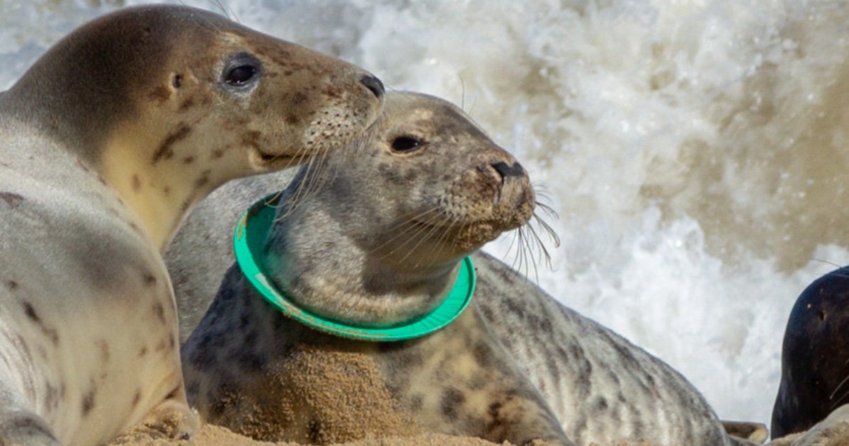 Swans, Geese and Seals Are Choking To Death On Plastic Litter In The UK ...