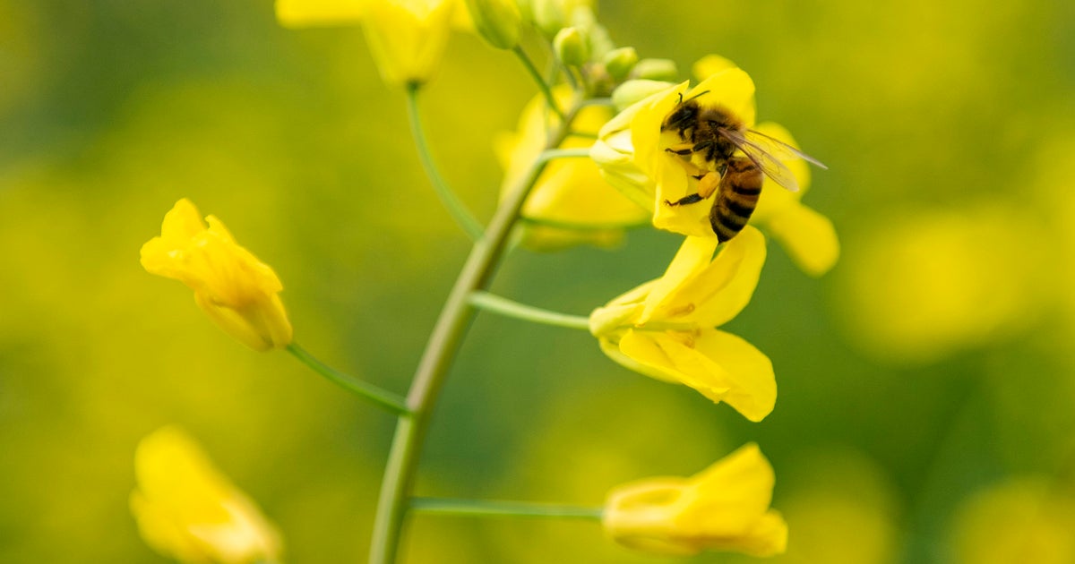 More Insects Are Dying Than We Thought And It Could Mean The 'Collapse ...