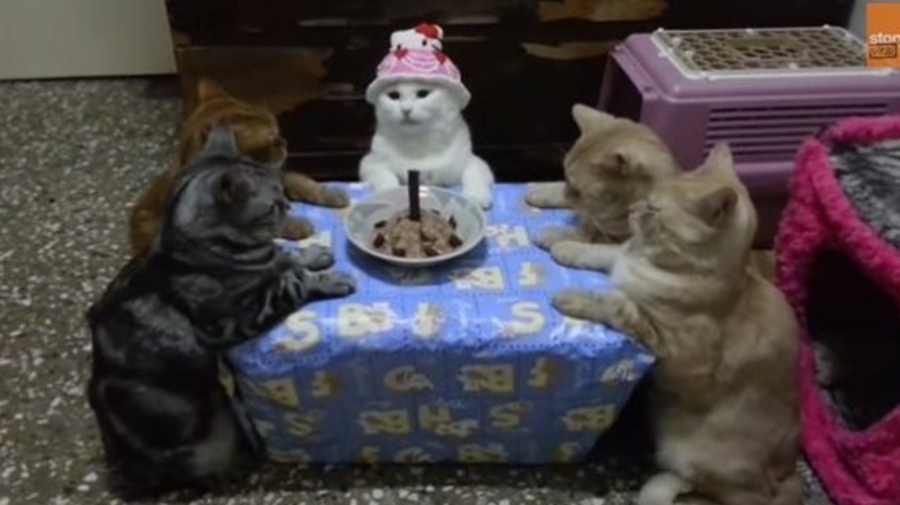 猫たちの誕生日パーティーが不思議すぎる（動画） ハフポスト Life