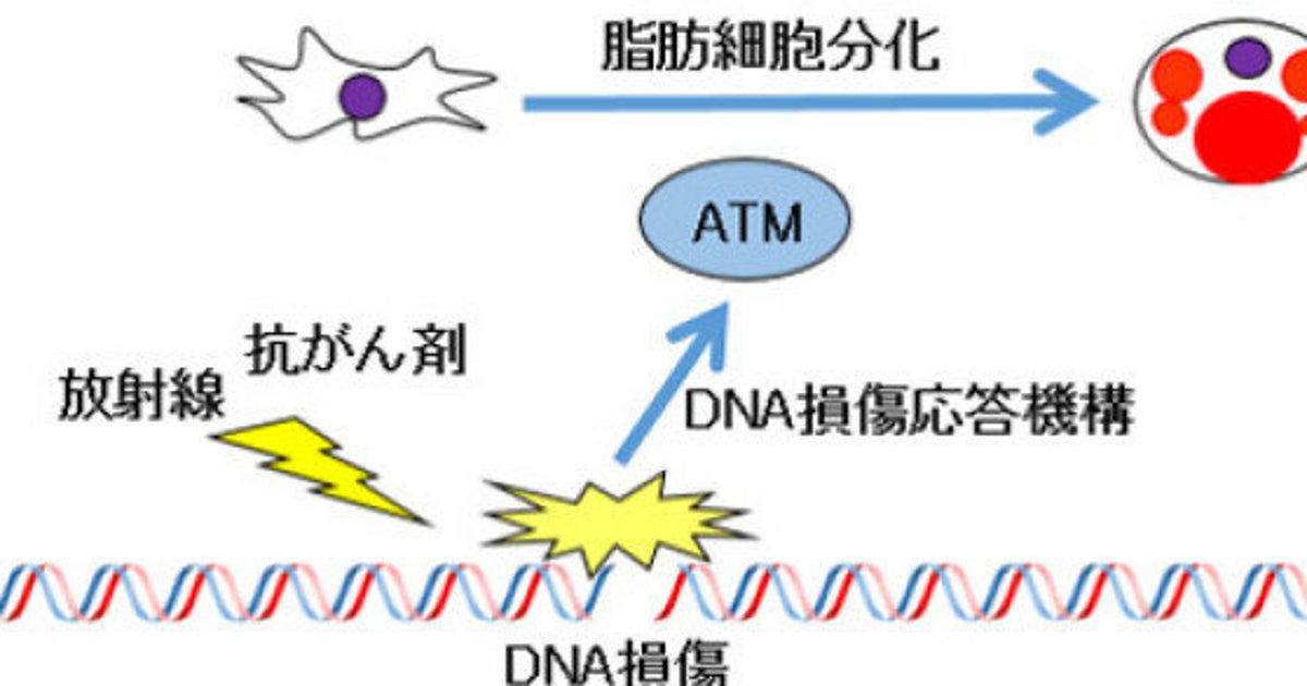 Dna損傷修復の異常が糖尿病の一因 ハフポスト News