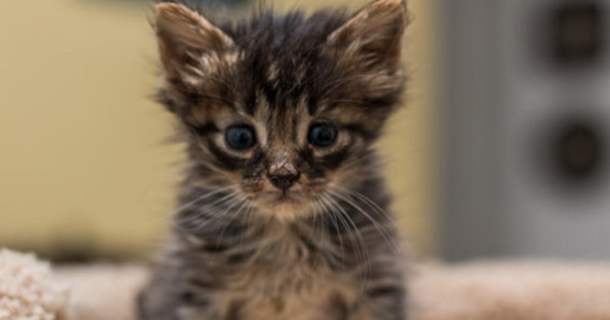 フロリダ州のゴミ処理場職員、ゴミの中から子猫を救う | ハフポスト NEWS