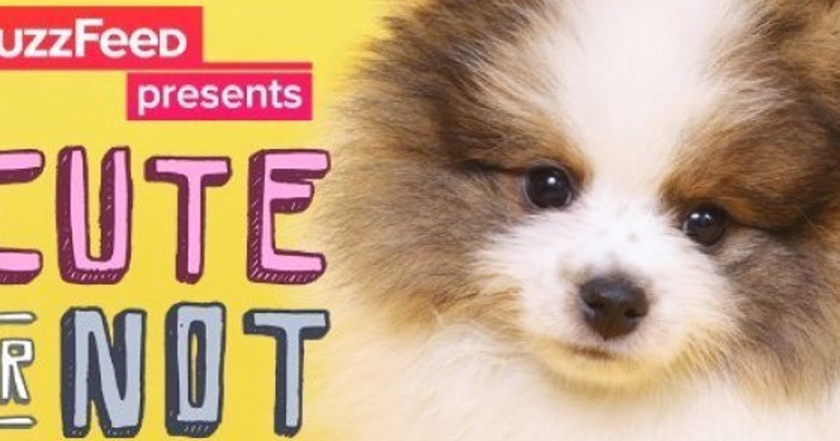 バズフィードの新動向：ネコ写真共有アプリ「Cute or Not」公開、デーヴィッド・キャメロン英首相インタビュー | ハフポスト NEWS