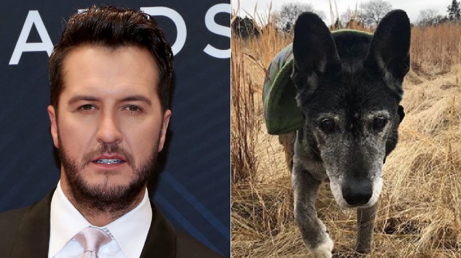 Luke Bryan's 18-Year-Old Rescue Dog, Poochie, Dies Just 2 Weeks After ...