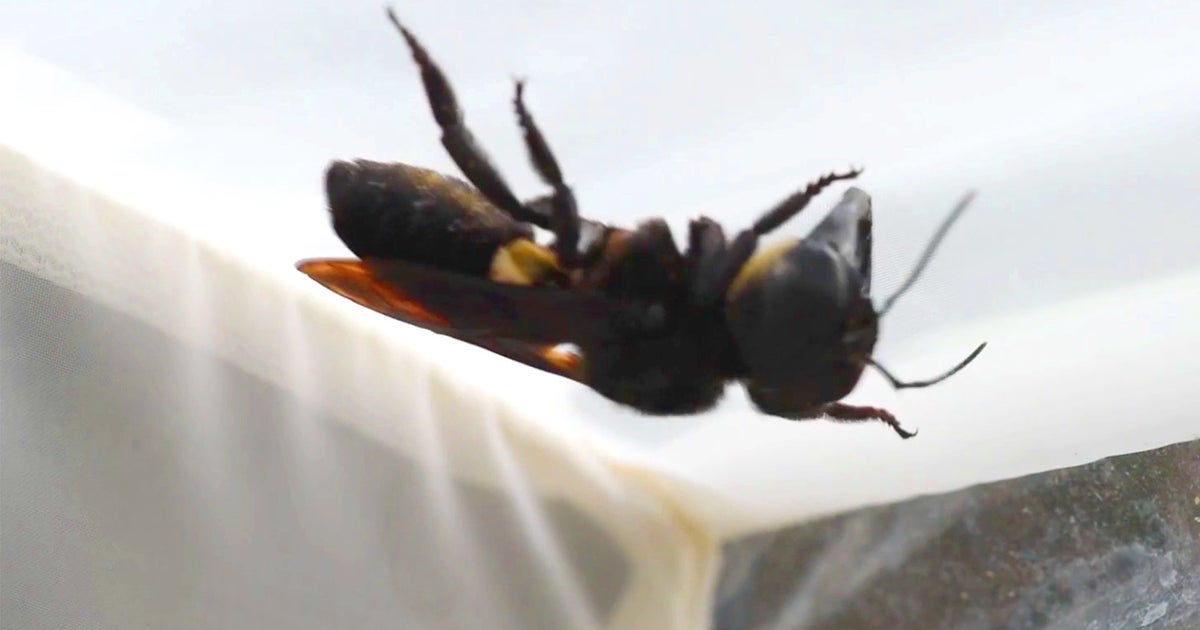 World’s Largest Bee Rediscovered! | HuffPost UK News