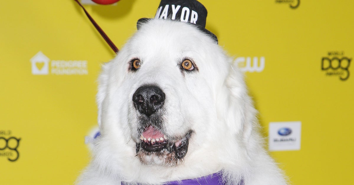 Duke, Beloved Dog Mayor Of Small Minnesota Town, Has Died | HuffPost UK ...