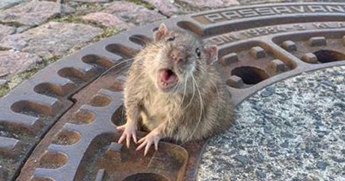 Fabulously Fat Rat Rescued After Getting Stuck In Manhole Cover ...