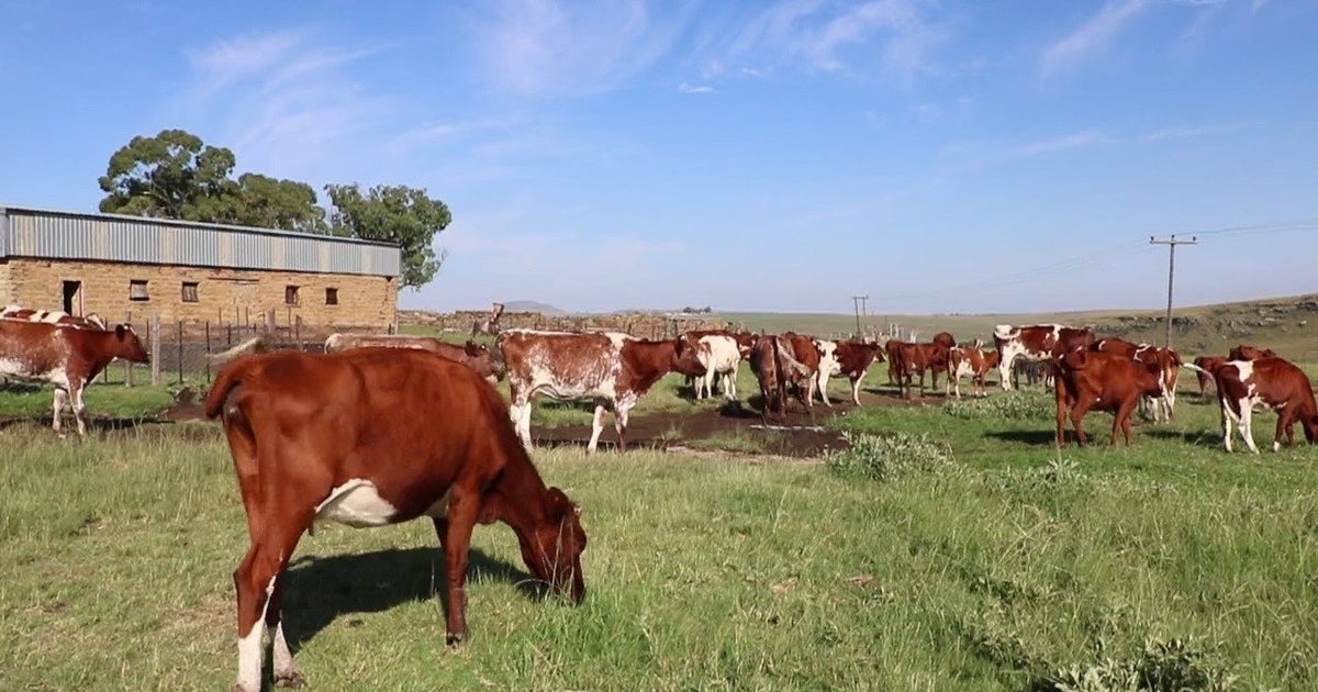 WATCH: Meet Two Successful Black Free State Farmers | HuffPost UK News