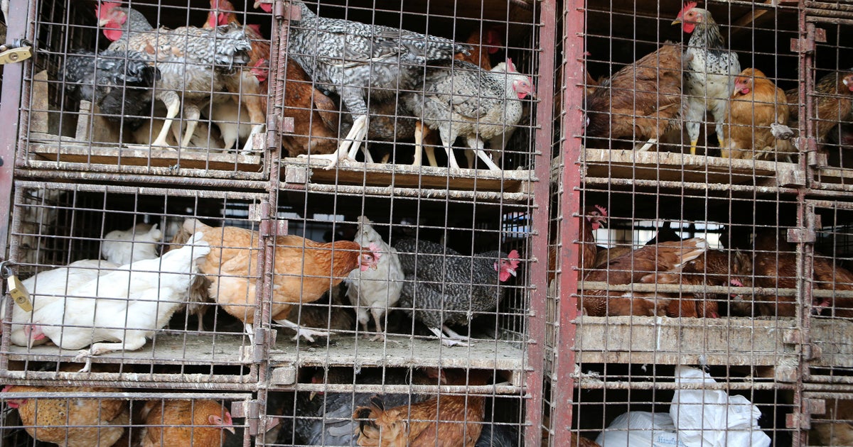 Bird Flu Increases Meat Inflation | HuffPost UK News