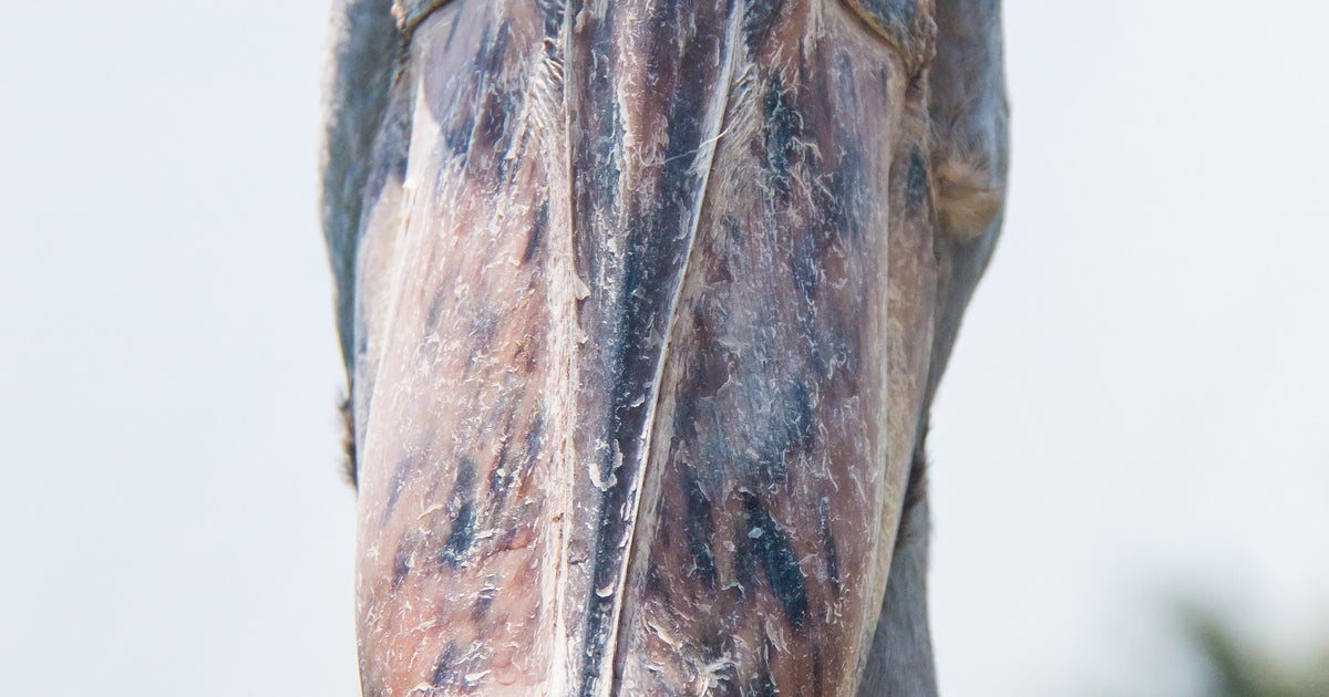 Look Me In The Eye And Tell Me It's Not A Tragedy That My Habitat Is ...