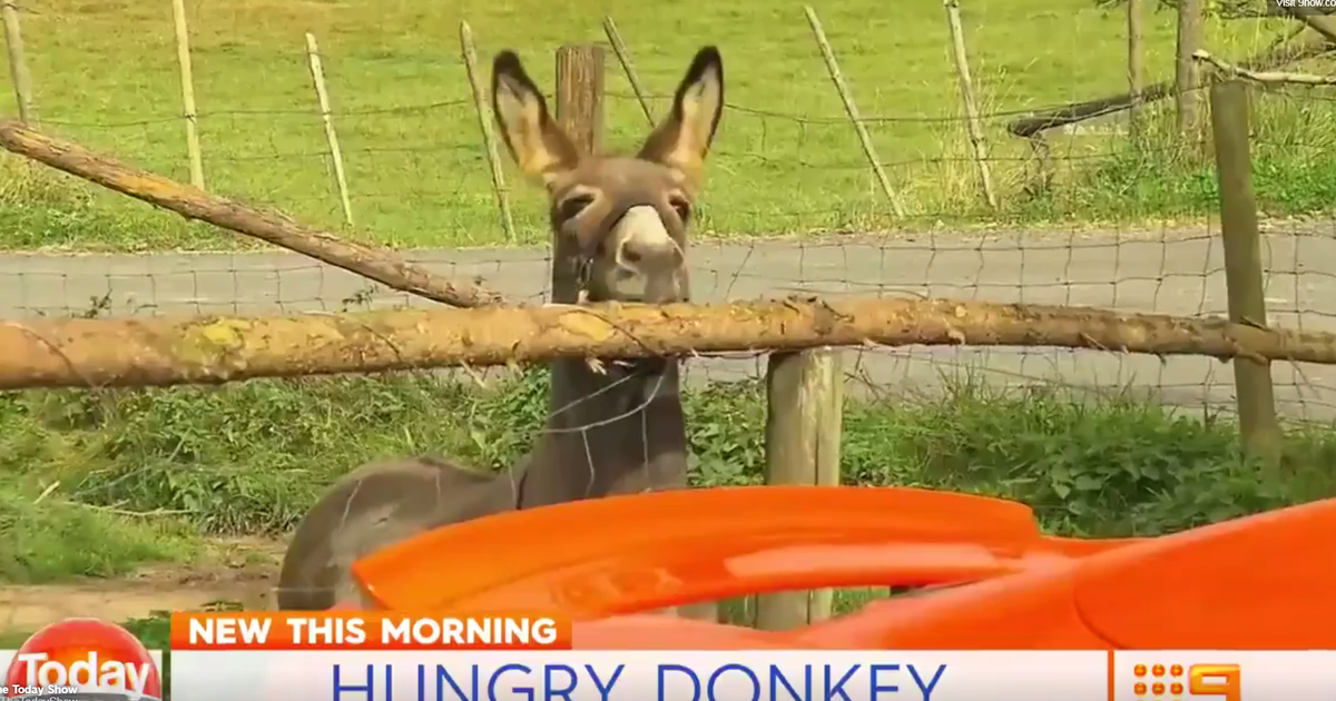 Hungry Donkey Damaged R3.7m Car It Thought Was A Giant Carrot ...