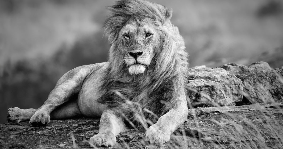 Alert Over 3 Missing Lions, While Another 3 Poisoned In Suspected Muthi ...