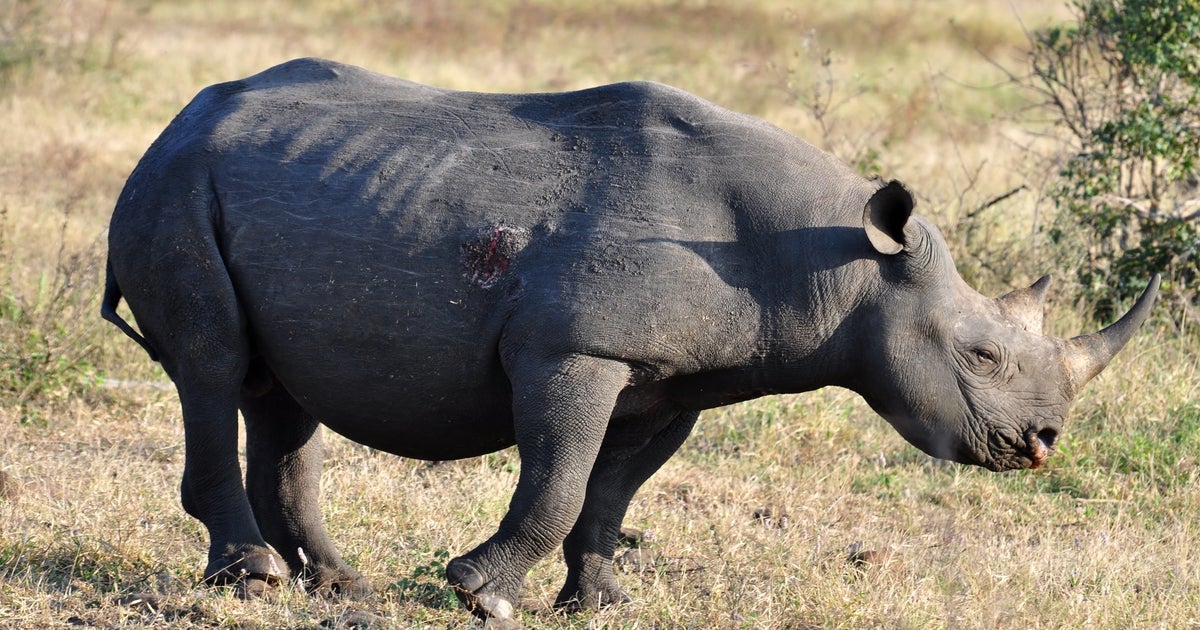 6 SA Black Rhino Have Landed Safely in Chad | HuffPost UK News