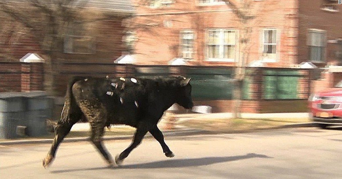 Escaped New York Bull Causes Chaos | HuffPost UK News