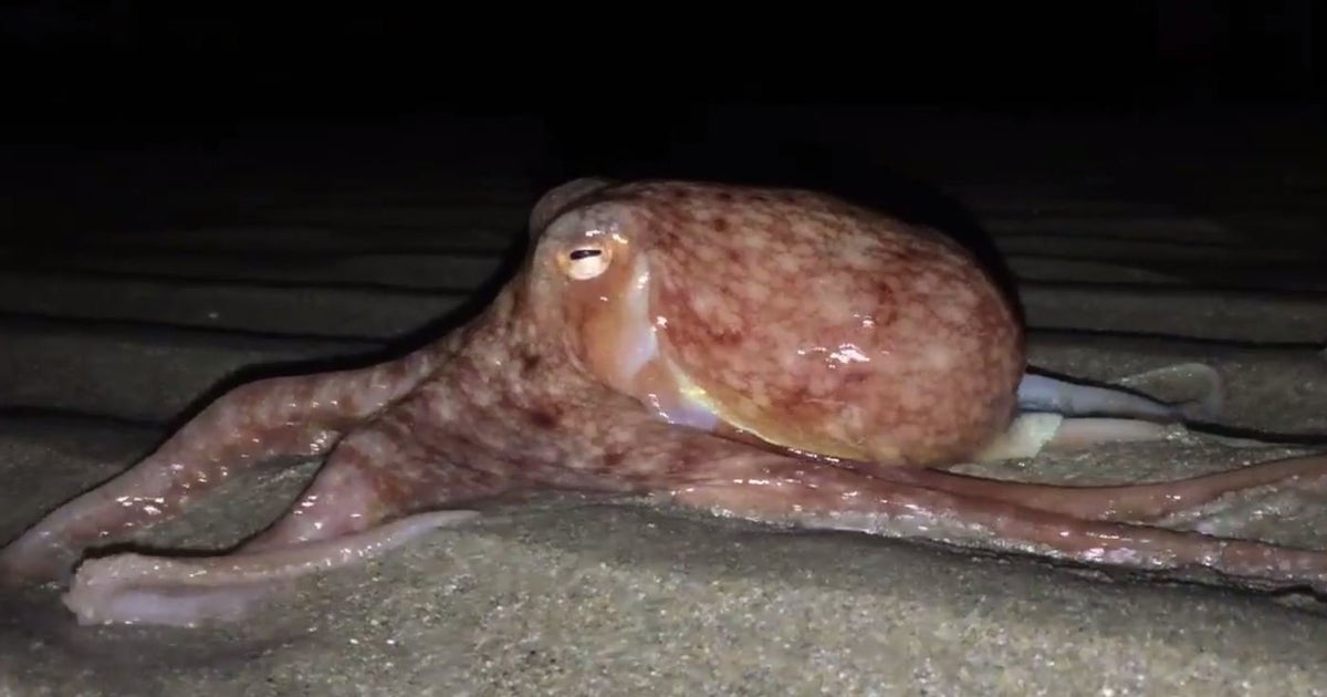 Dozens Of Octopuses Spotted Crawling Up A Beach In The Dead Of Night ...