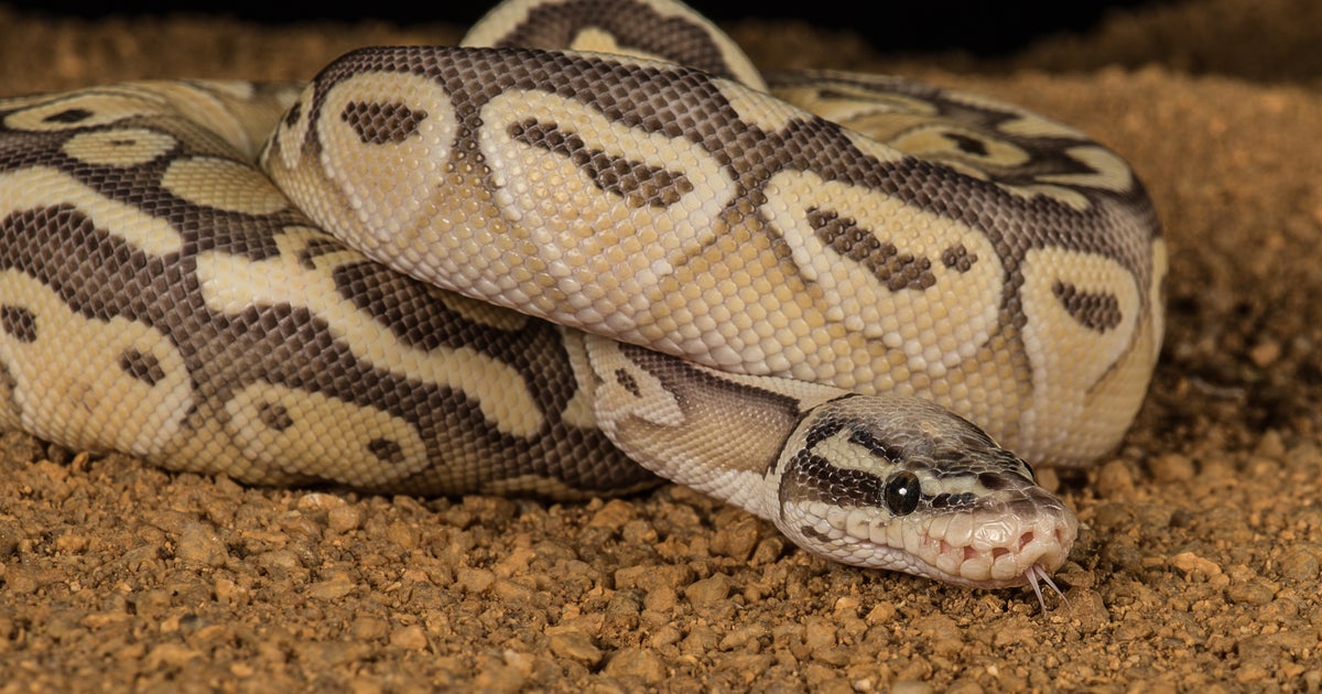 Teenage Boy Found With A Python In His Pants | HuffPost UK News