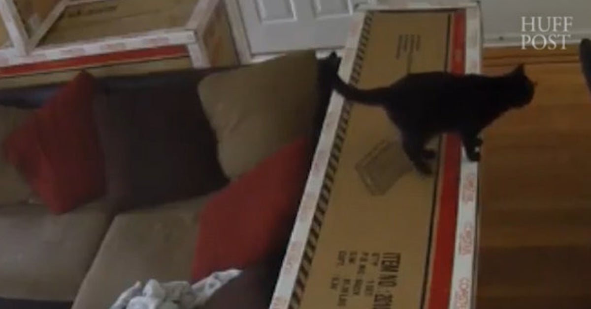 Whoops! Watch This Cat Try -- And Fail -- To Be Sneaky | HuffPost UK News
