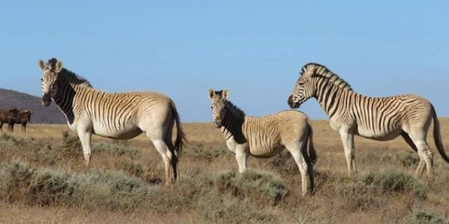 SA's Resurrected Quagga Now In Its Third Generation | HuffPost UK