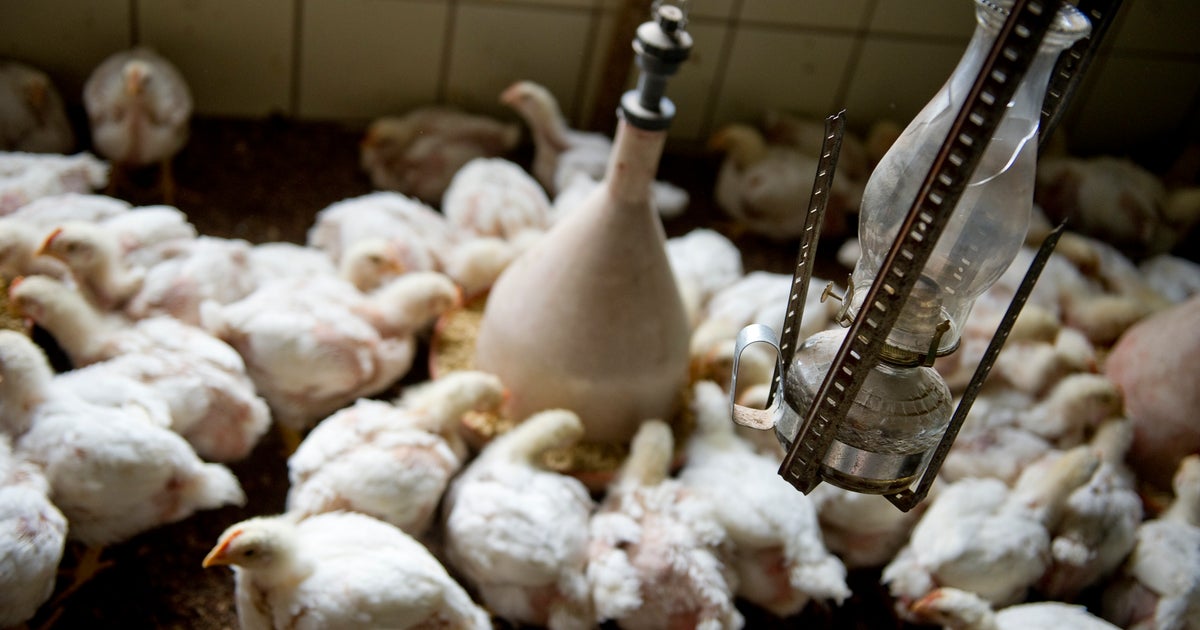 SA's Poultry Industry Will Receive Much Needed Relief | HuffPost UK News
