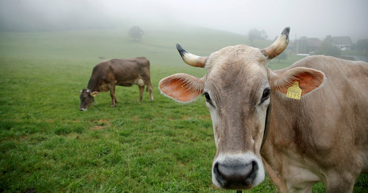 Cow Appreciation Day: Five Reasons Why SA Loves Cows 🐄 🇿🇦 | HuffPost UK ...
