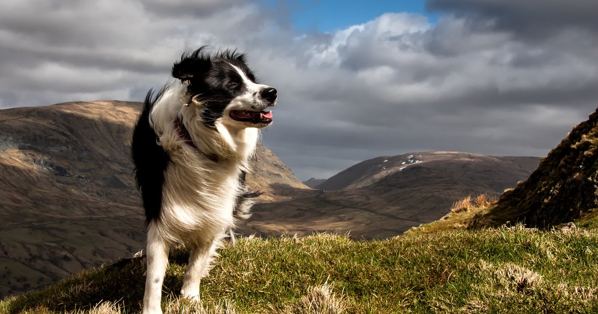 Dog Rescued From Table Mountain's Lion's Head | HuffPost UK News
