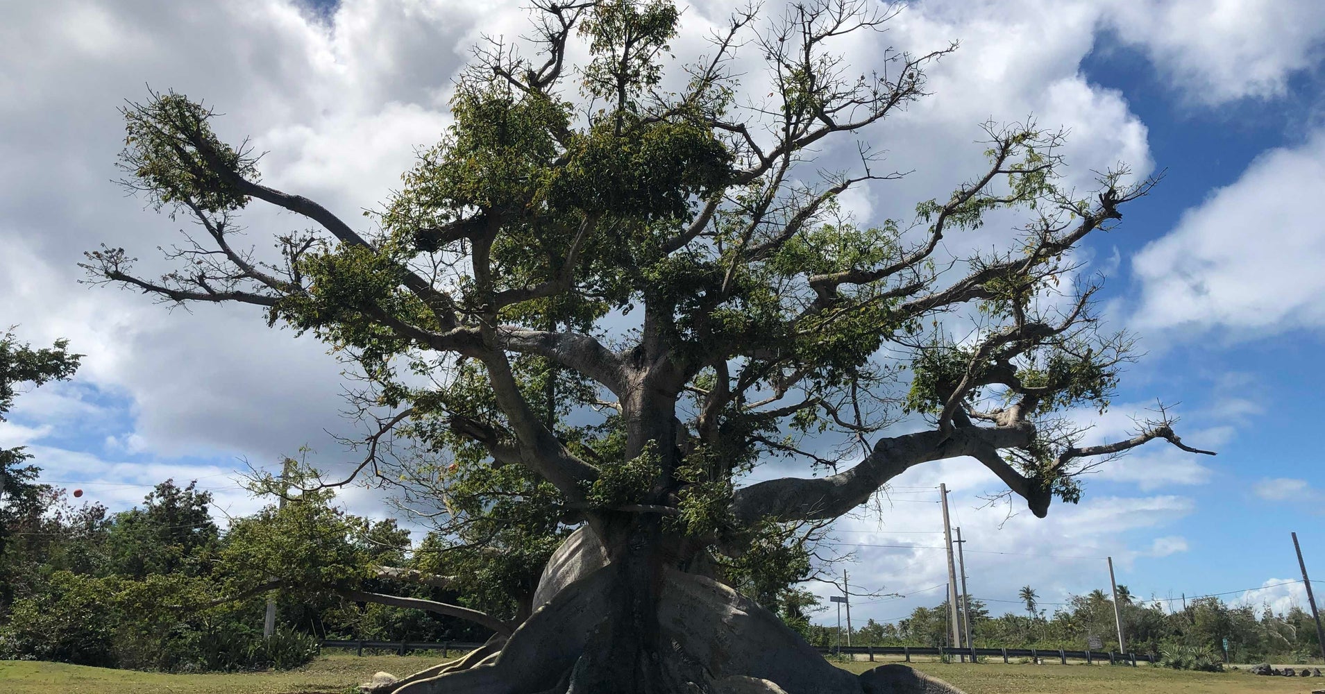 An Ancient Ceiba Tree Blooms Once Again After Puerto Rico's Devastating ...