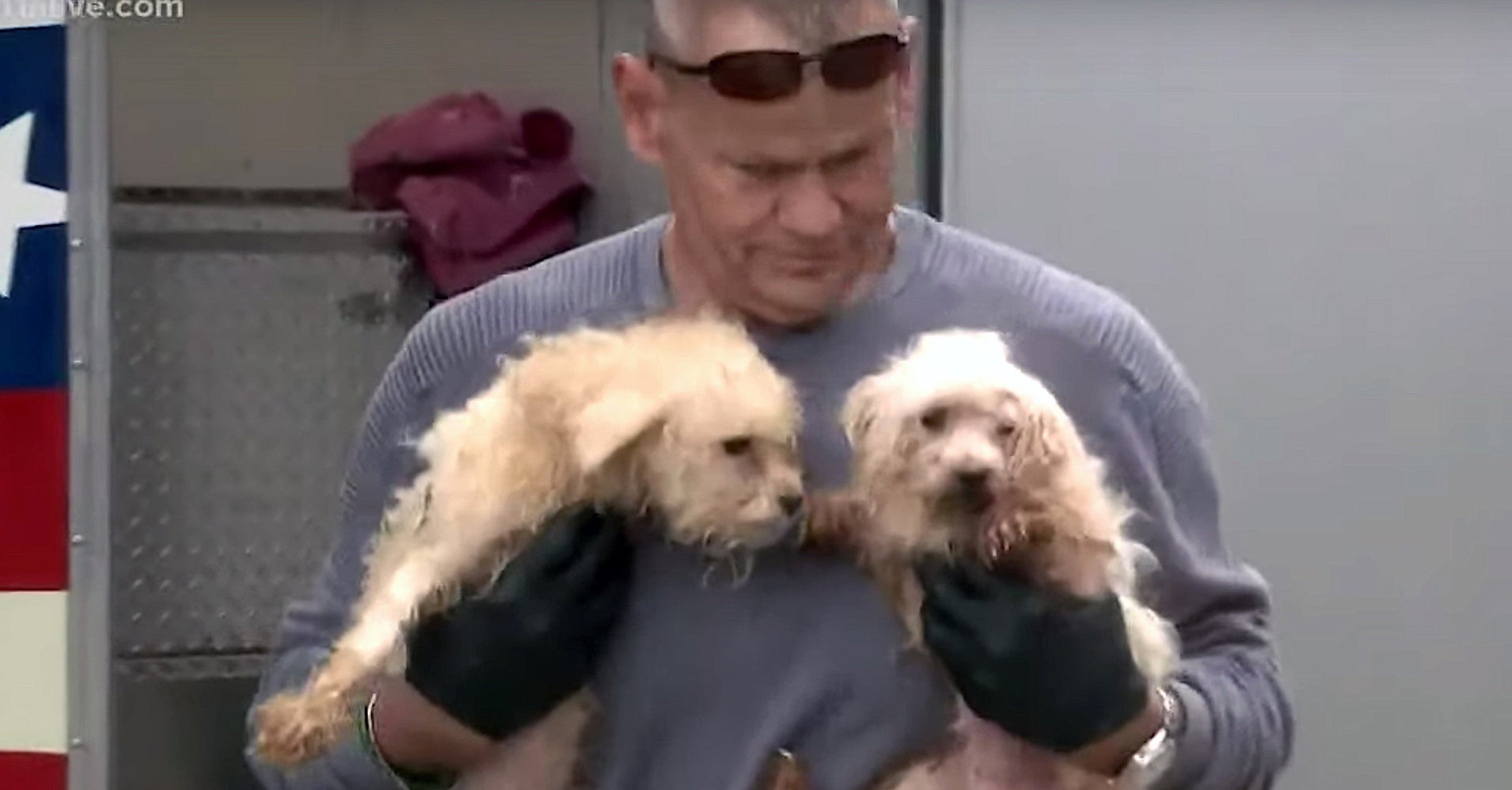 More Than 600 Dogs Rescued From Puppy Mill In Georgia | HuffPost