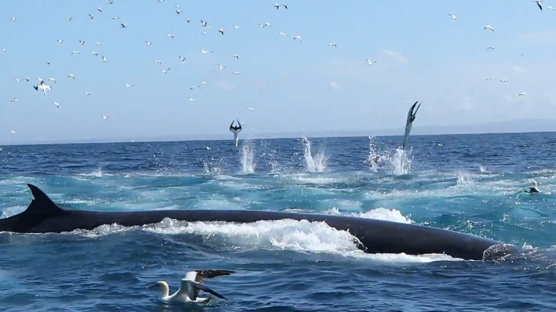 Man Escapes Whale's Mouth After Being Swept Inside While Snorkeling ...