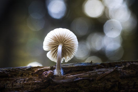 Estas fotos de setas salvajes te harán alucinar | El HuffPost Noticias