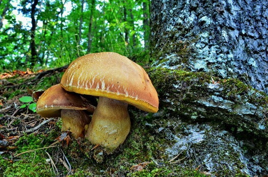 Estas fotos de setas salvajes te harán alucinar | El HuffPost Noticias