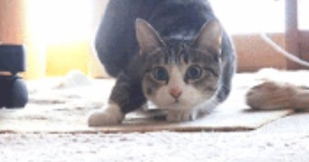 Premios GIFYS: éstos son los mejores GIFs animados de 2014 | El HuffPost