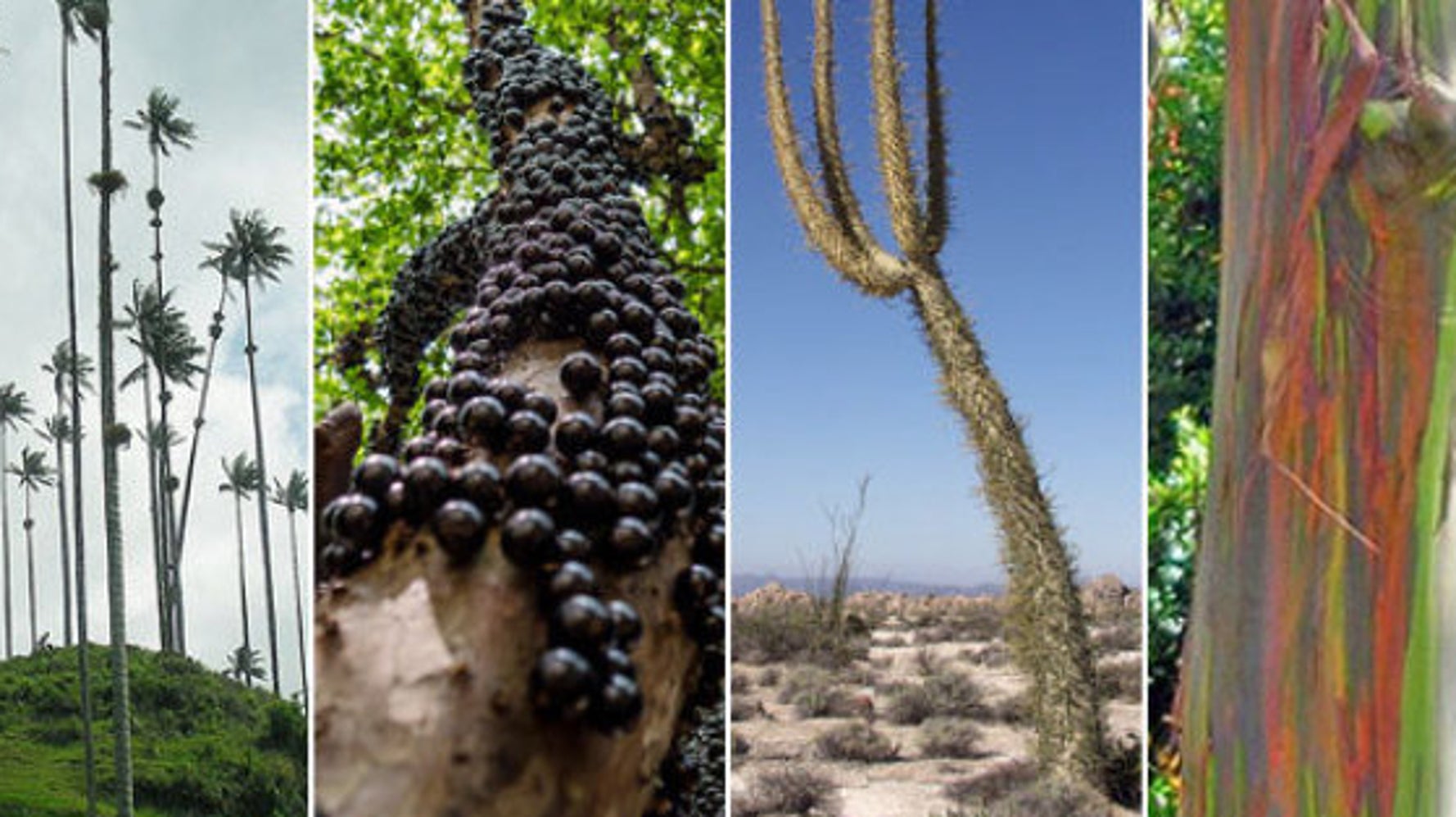 Día de la Tierra: 11 árboles raros que se encuentran por el mundo | El ...