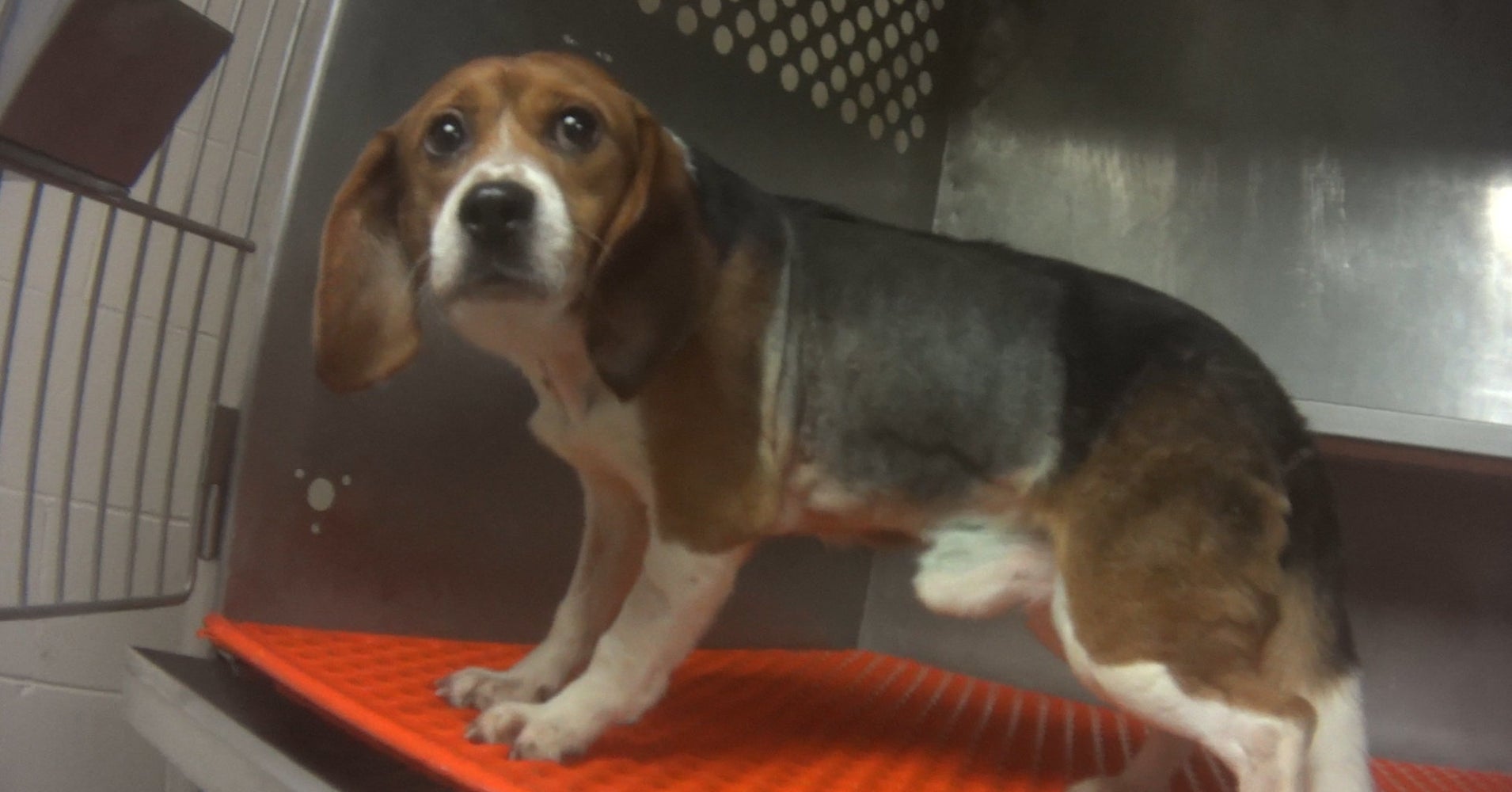 Investigation Finds Dozens Of Beagles Force-Fed Pesticides In Lab Test ...
