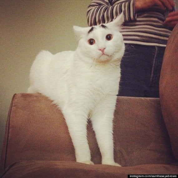 Sam, el gato con cejas: nueva estrella gatuna en Instagram (FOTOS) | El ...