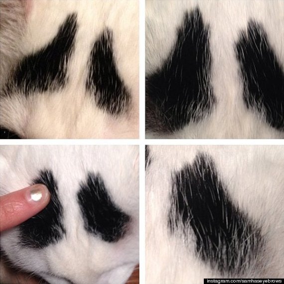 Sam, el gato con cejas: nueva estrella gatuna en Instagram (FOTOS) | El ...