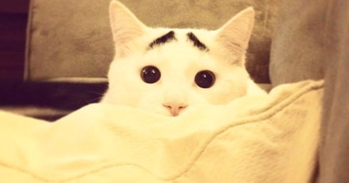 Sam, el gato con cejas: nueva estrella gatuna en Instagram (FOTOS) | El ...
