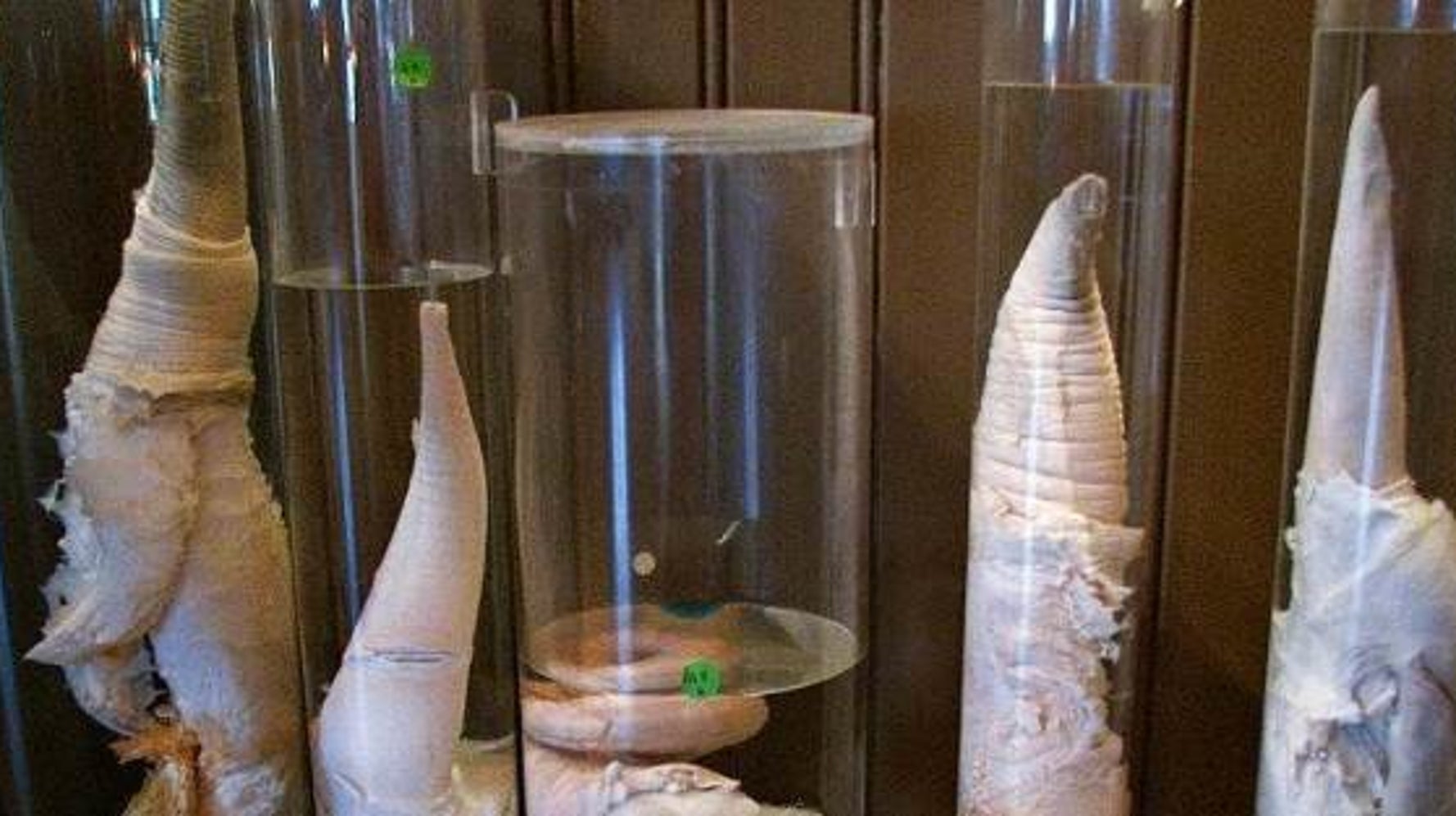 Algunos museos raros del mundo (FOTOS) | El HuffPost Tendencias