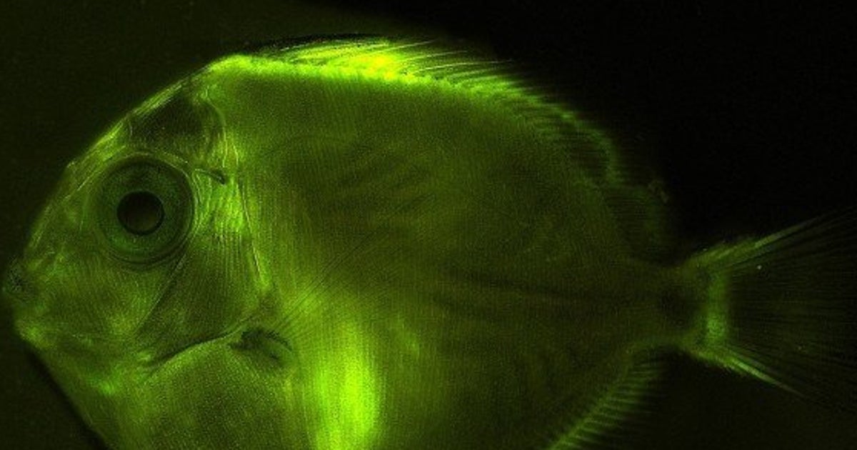 Pero mira cómo lucen los peces en el mar (FOTOS) | El HuffPost