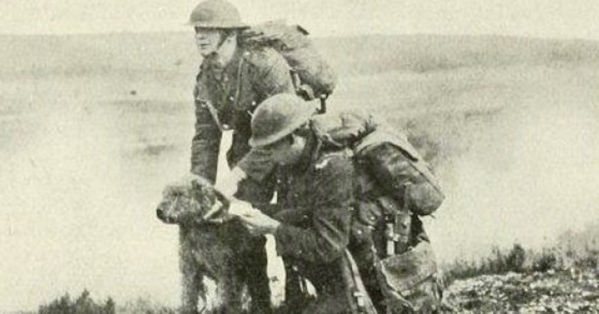 20 increíbles imágenes de animales en la Primera Guerra Mundial (FOTOS ...