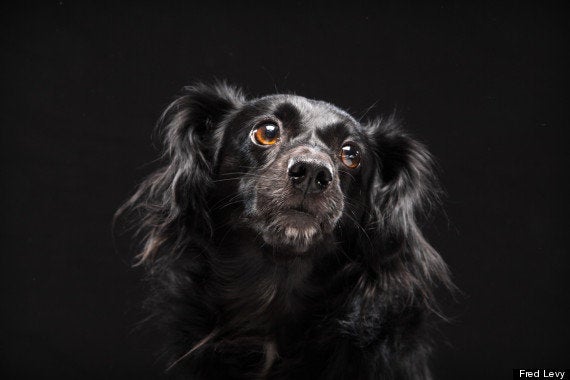 La belleza de los perros negros (FOTOS) | El HuffPost