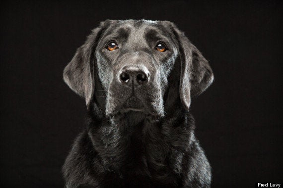 La belleza de los perros negros (FOTOS) | El HuffPost