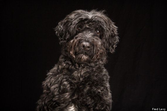 La belleza de los perros negros (FOTOS) | El HuffPost